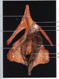 Structure and location of the clitoris